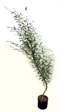 Bambu Mossô | SJ do Brasil